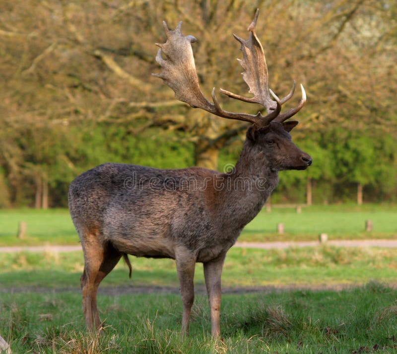 Pere David`s deer 7 stock image. Image of environment - 14512841