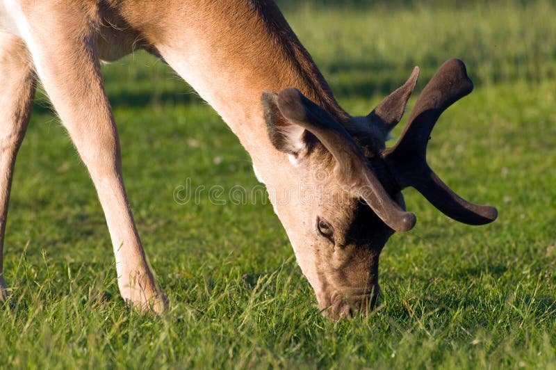 Fallow Deer Buck stock image. Image of park, richmond - 9656893