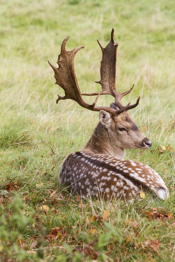 Fallow Deer with Summer Coat Stock Photo - Image of stag, alert: 35412008