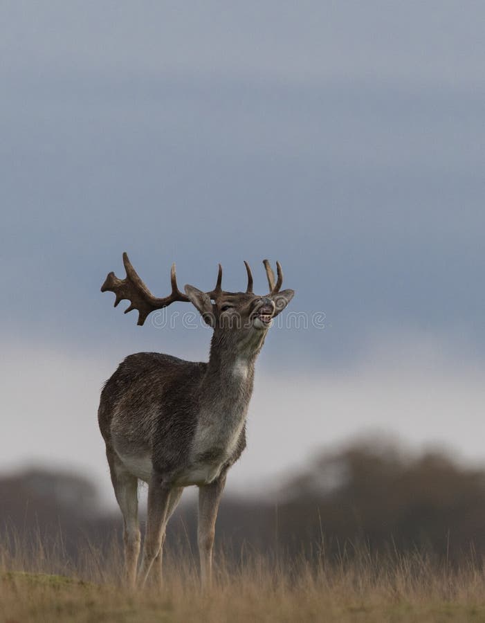 Fallow Deer Buck in the Autumn Stock Photo - Image of buck, fallow ...