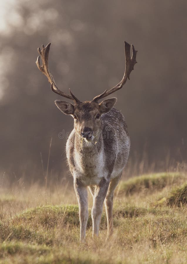 Fallow deer buck in autumn stock image. Image of fallow - 163681061
