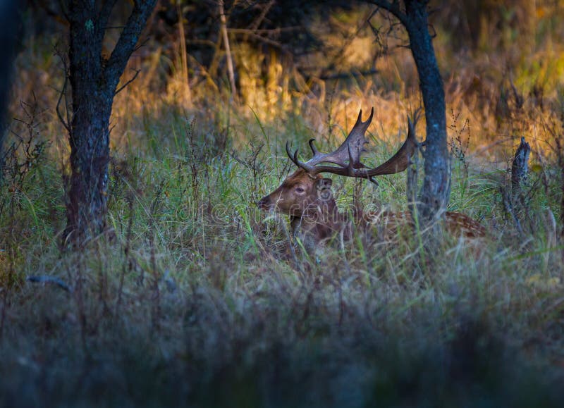 Fallow Deer Buck in the Forest Stock Image - Image of wild, summer ...