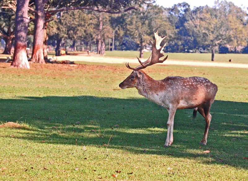 Fallow Deer Huge Rack Horns Stock Photos - Free & Royalty-Free Stock ...