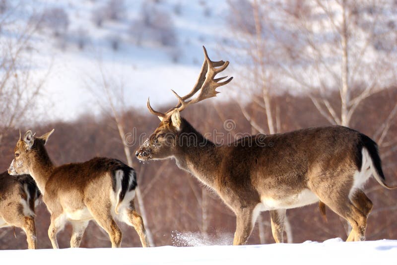 Fallow Deer Buck and Its Baby Stag Stock Image - Image of brown, park ...