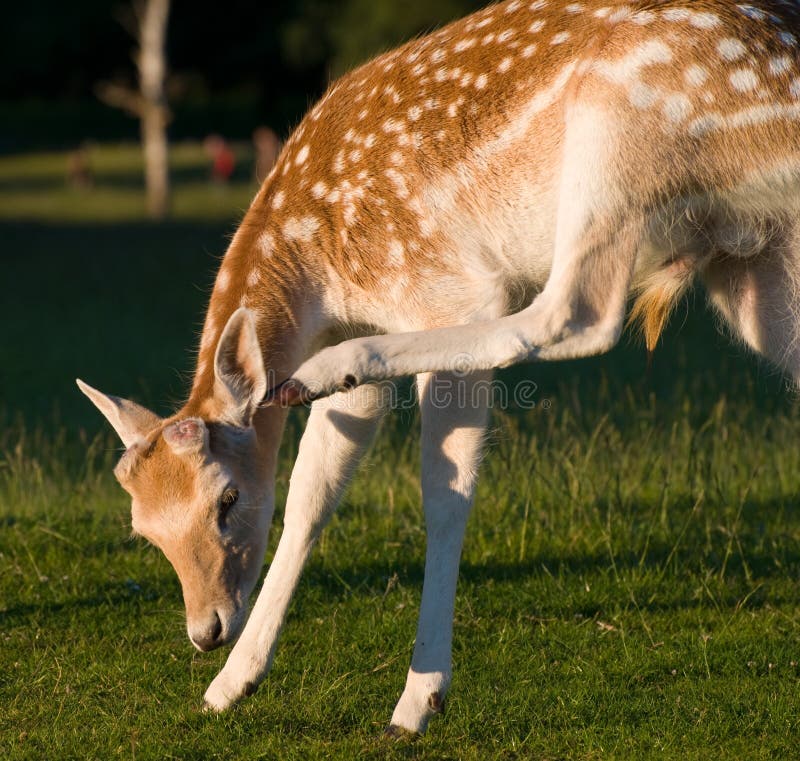 Fallow Deer Buck Scratching Stock Image - Image of animal, wildlife ...