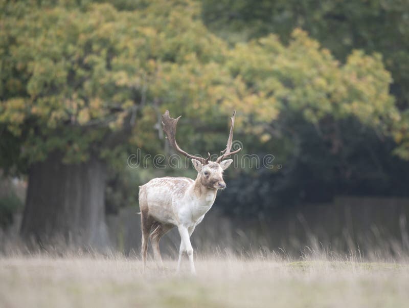 Fallow deer buck stock image. Image of beautiful, shot - 138704351