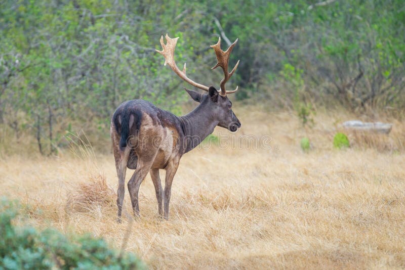 Fallow Deer Buck stock photo. Image of stroll, ranch - 60389828
