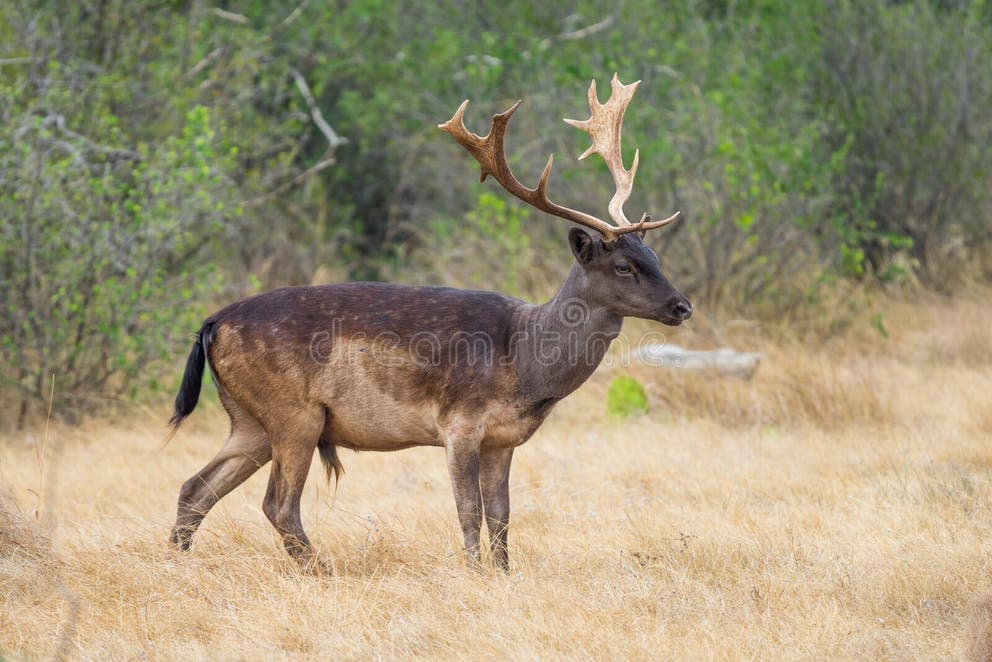 Fallow Deer Buck stock photo. Image of groups, grass - 60394260