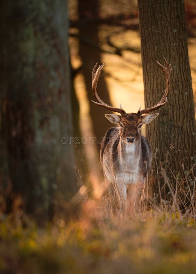 Fallow Deer Buck in Wood stock image. Image of handsome - 86565589