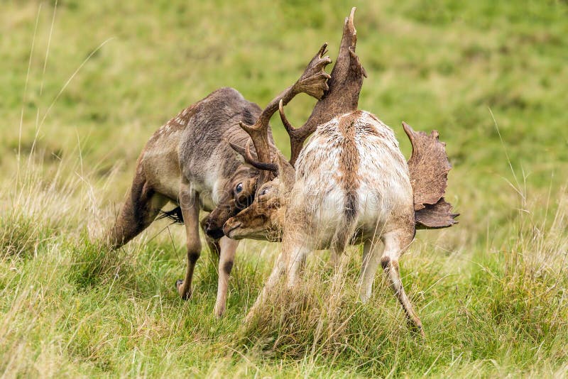 Fallow Deer Bucks Fighting. Stock Photo - Image of palmated, bucks ...