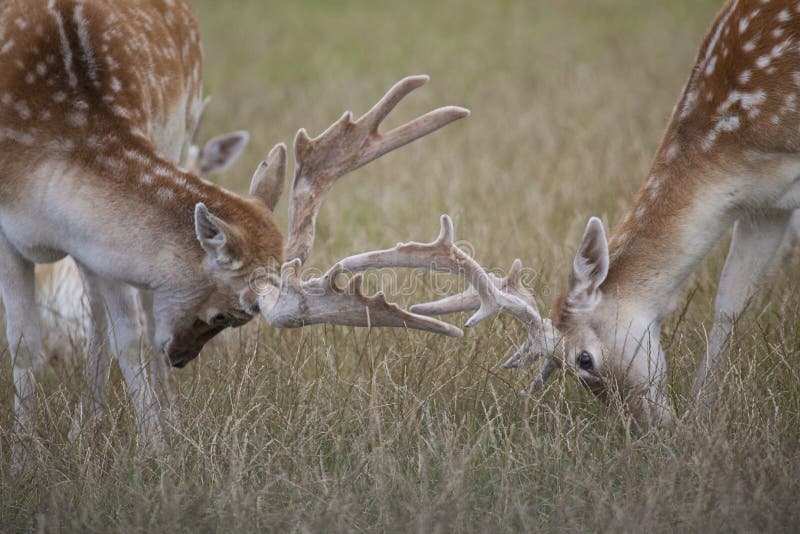 Fallow Deer Bucks stock photo. Image of nature, dama - 44118518