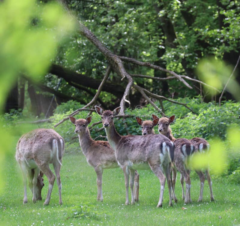Fallow Deer through the Bushes Stock Photo - Image of deer, spring ...