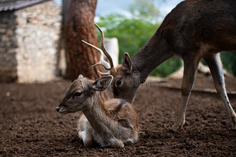 Fallow deer calf stock image. Image of herd, grazing - 295482425