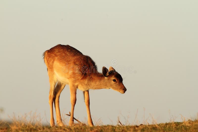 Fallow Deer Calf in Beautiful Light Stock Image - Image of baby, green ...