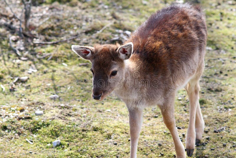 Fallow deer calf stock photo. Image of female, countryside - 38915050
