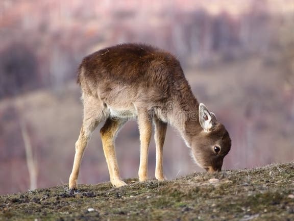 Fallow deer calf grazing stock photo. Image of fallow - 29141126