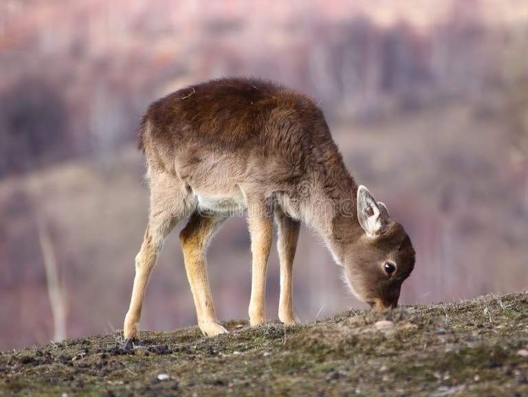 Fallow deer calf grazing stock photo. Image of fallow - 29141126