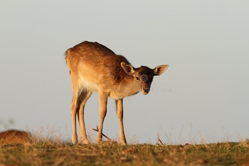 Fallow Deer Calf Looking at Camera Stock Photo - Image of face, graze ...