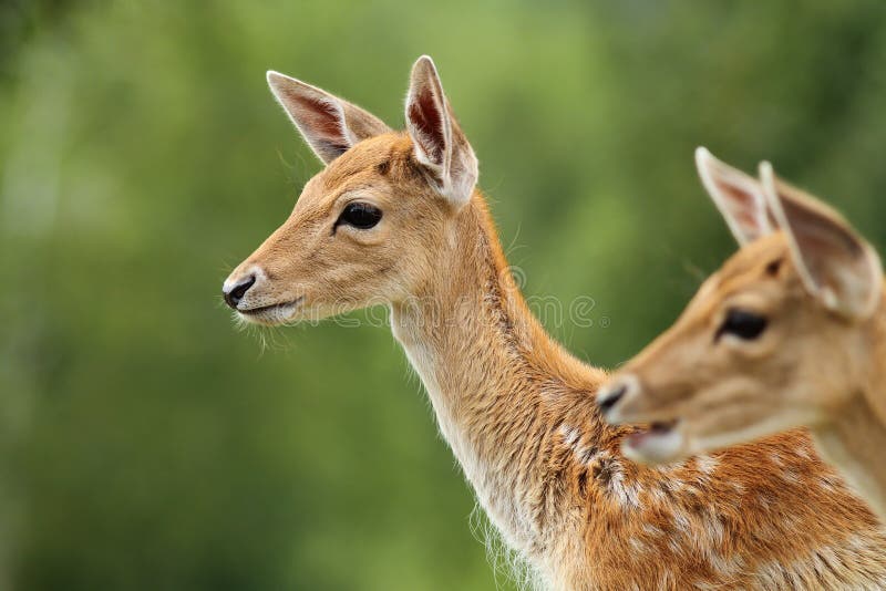 Fallow Deer Calf Over Green Background Stock Photos - Free & Royalty ...