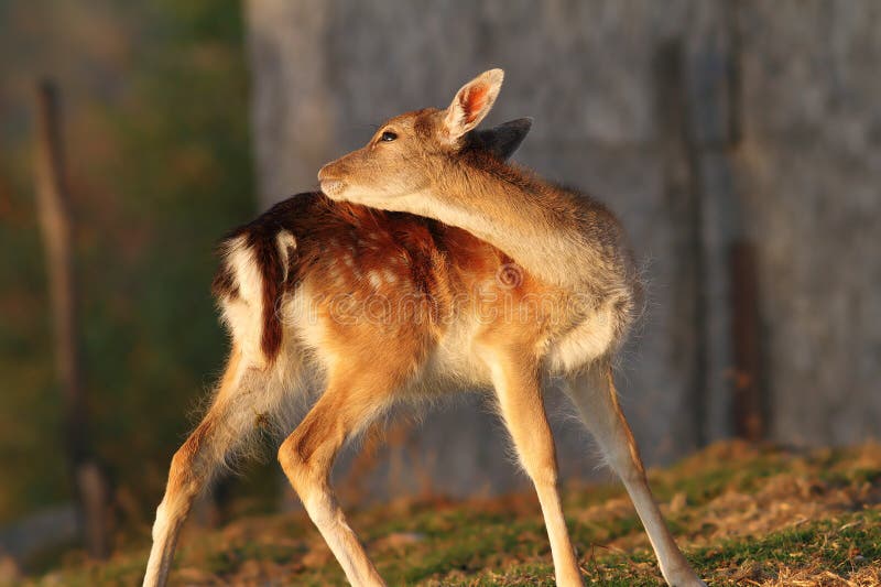 Fallow Deer Calf Scratching Stock Photo - Image of countryside, fauna ...