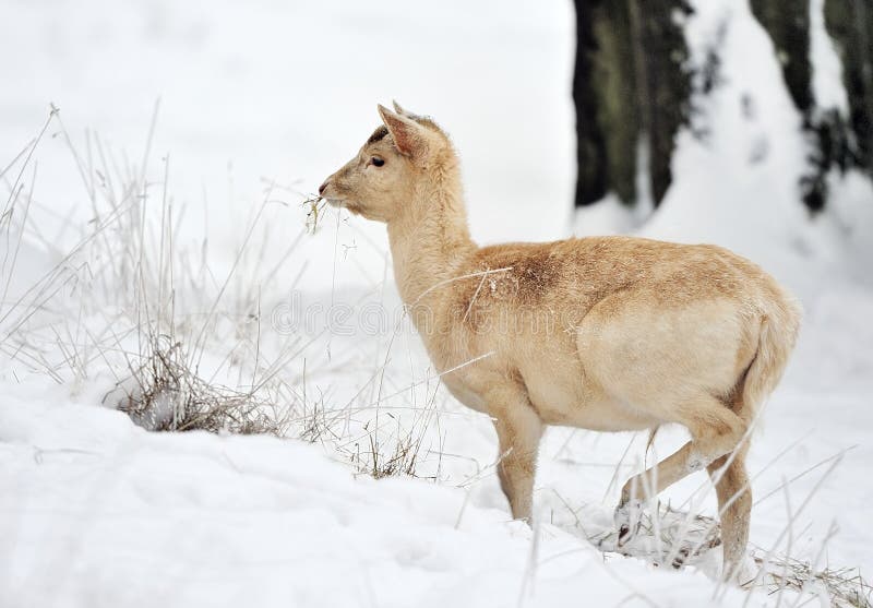 Fallow deer calf in winter stock photo. Image of view - 28599470