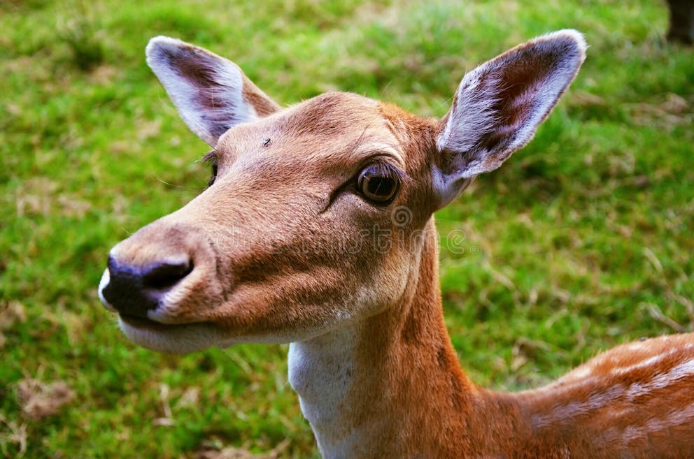 Fallow deer close up stock image. Image of ears, careful - 34107713