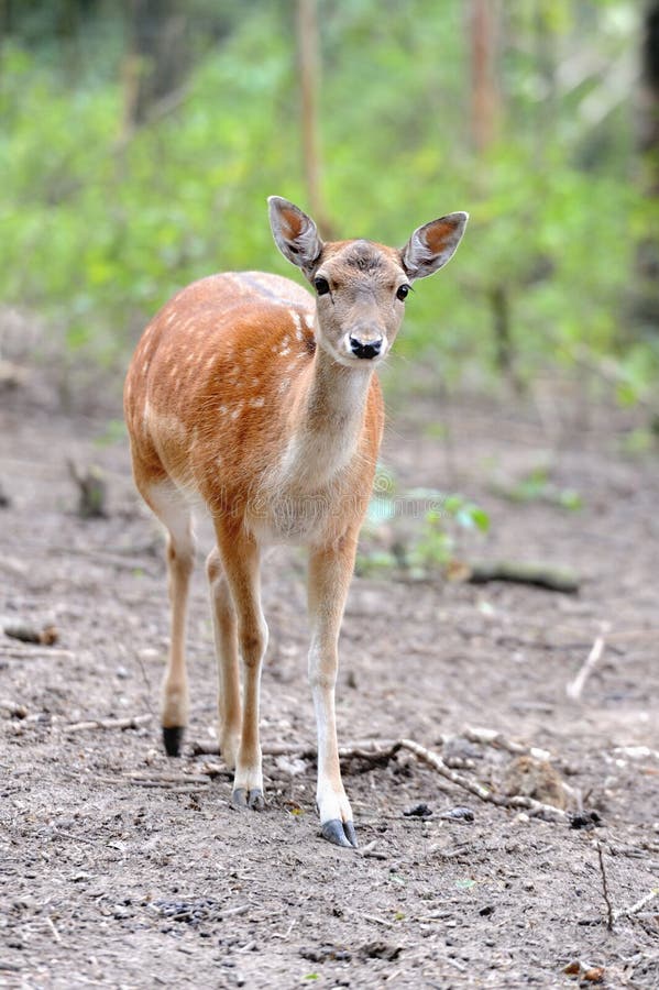 Fallow deer stock image. Image of green, ears, brown - 33735431