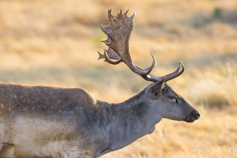 Fallow Deer Close up stock image. Image of deer, walk - 60392601