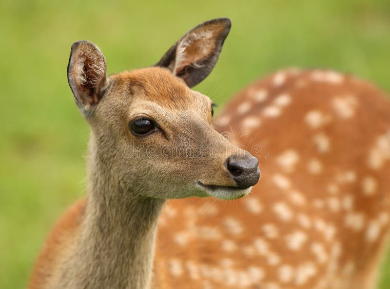 Red Deer close up stock photo. Image of antlers, ears - 32554074