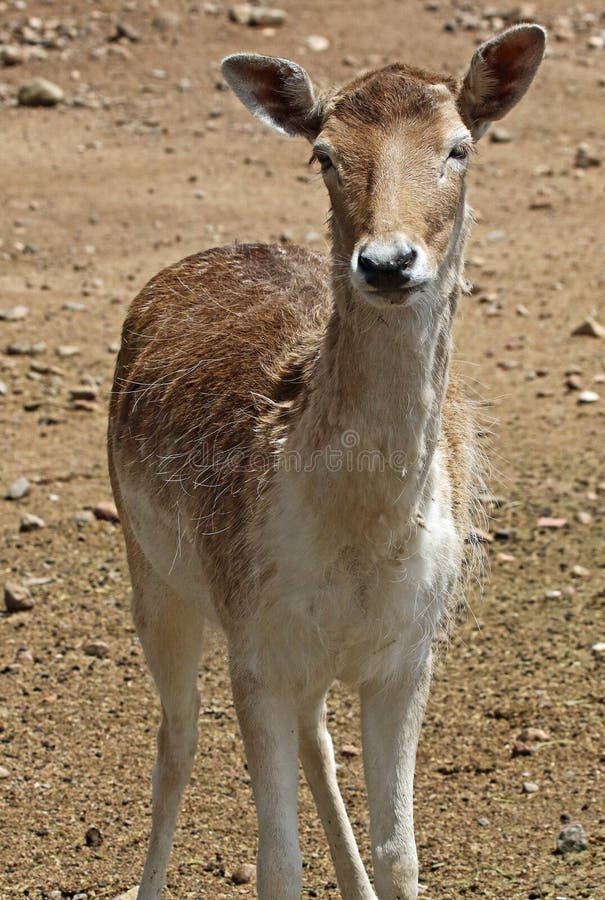 Fallow Deer stock image. Image of ruminant, asia, ruminate - 54414475
