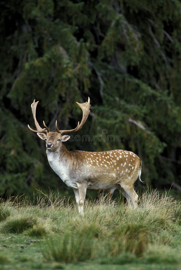 Fallow Deer, dama dama stock photo. Image of ruminant - 198649334