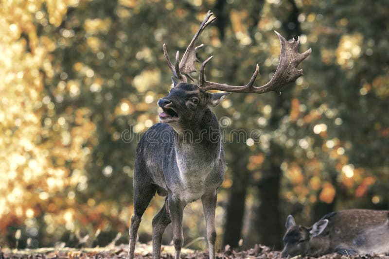 Fallow Deer in Beautiful Autumn Setting Stock Photo - Image of habitat ...