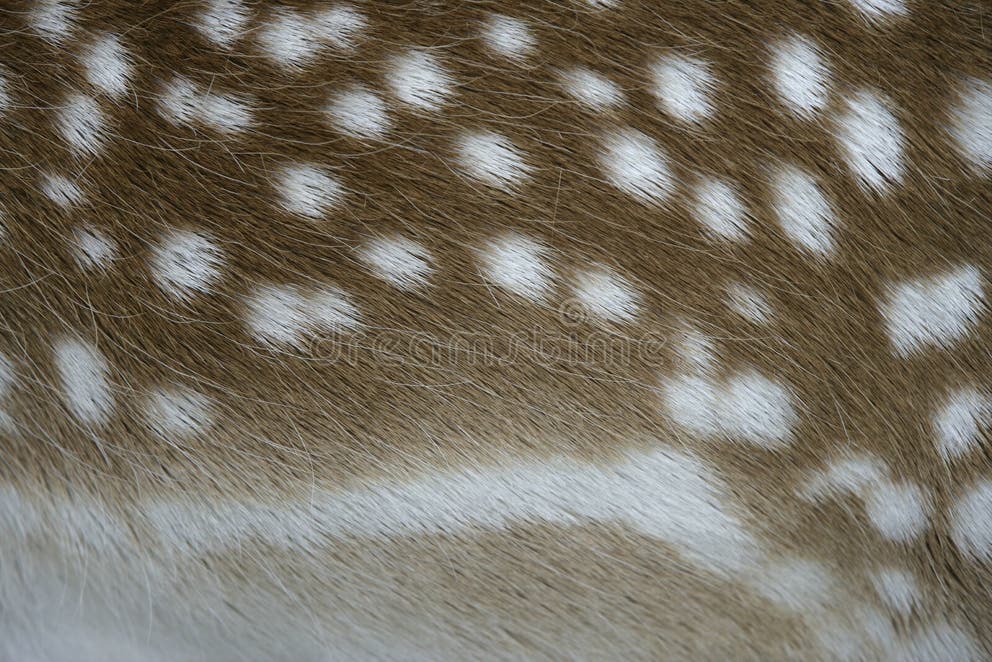 Fallow deer, Dama dama, stock photo. Image of mammal - 36161278