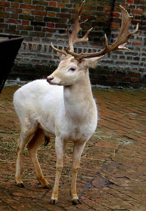 Fallow deer (Dama dama) stock image. Image of wildlife - 268004197