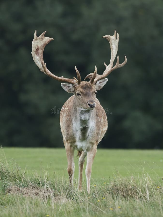 Fallow deer Dama dama stock image. Image of wild, scandinavia - 128774693