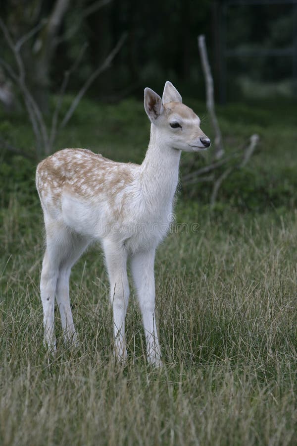 Fallow deer, Dama dama, stock image. Image of fallow - 36161287