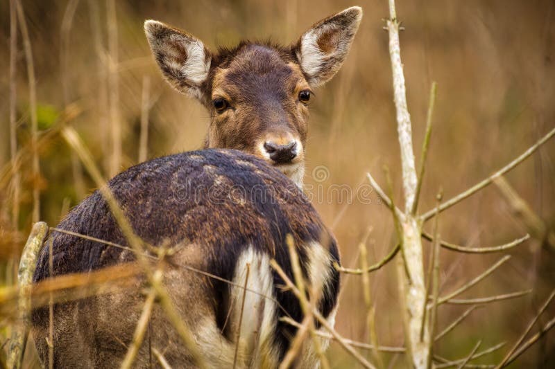 Fallow Deer (Dama Dama) Sitting in the Tall Grass, Looking Back Over ...