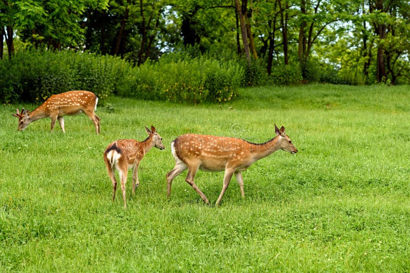 Fallow deer (Dama dama) stock image. Image of coat, seasonal - 73349227