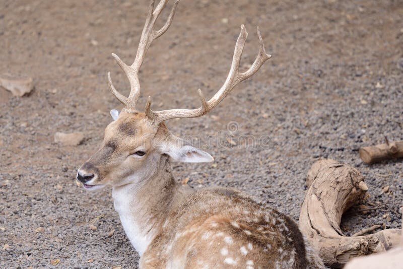 Fallow deer dama dama stock image. Image of relaxing - 139217083