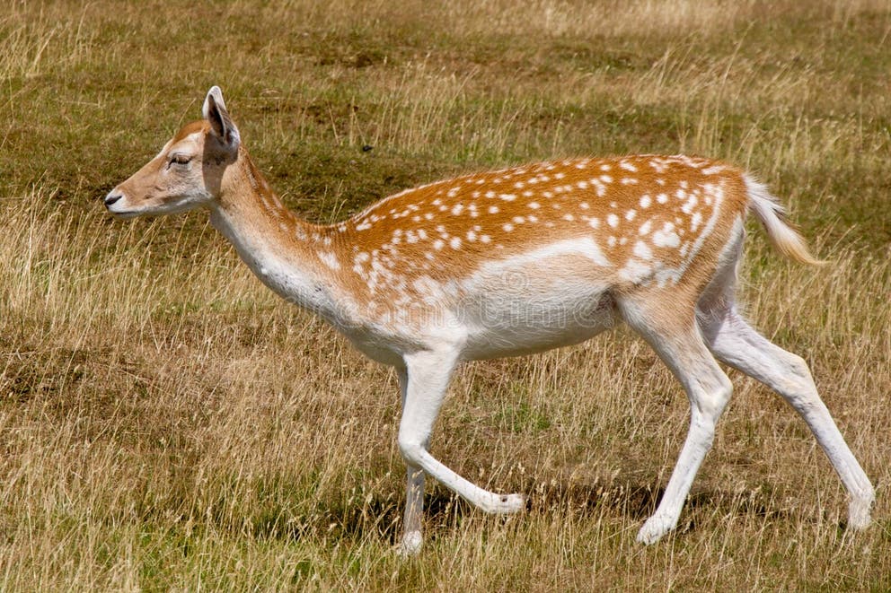 Fallow deer Doe stock photo. Image of park, brown, fallow - 10440556