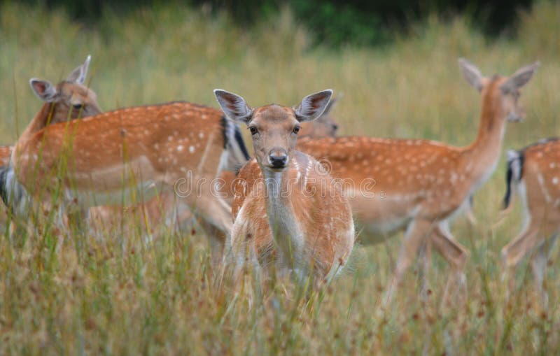 Fallow Deer Doe stock photo. Image of grass, calf, animal - 61750772