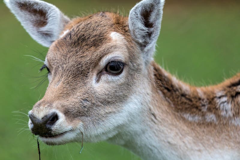 Fallow deer doe stock photo. Image of nature, wildlife - 132437002