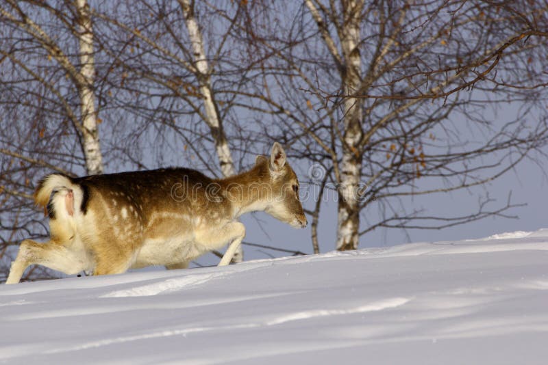 Fallow deer doe in winter stock image. Image of brown - 23300421