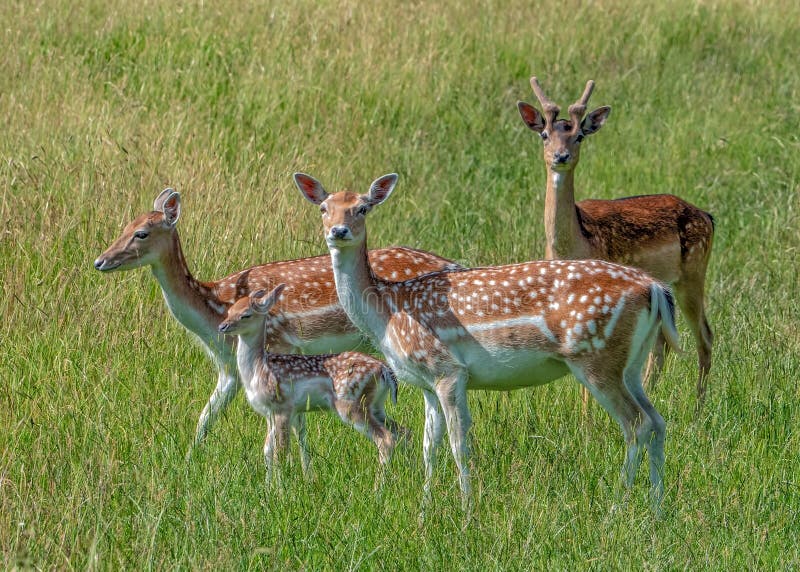 Fallow Deer Does, Fawn and Pricket. Stock Photo - Image of pricket ...