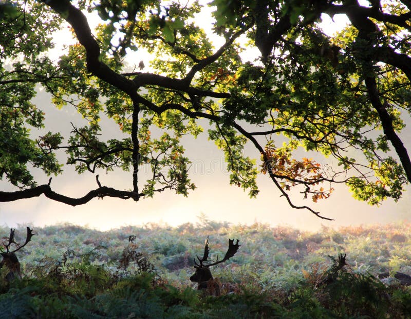 Fallow Deer at Dunham Massey Cheshire Stock Photo - Image of morning ...