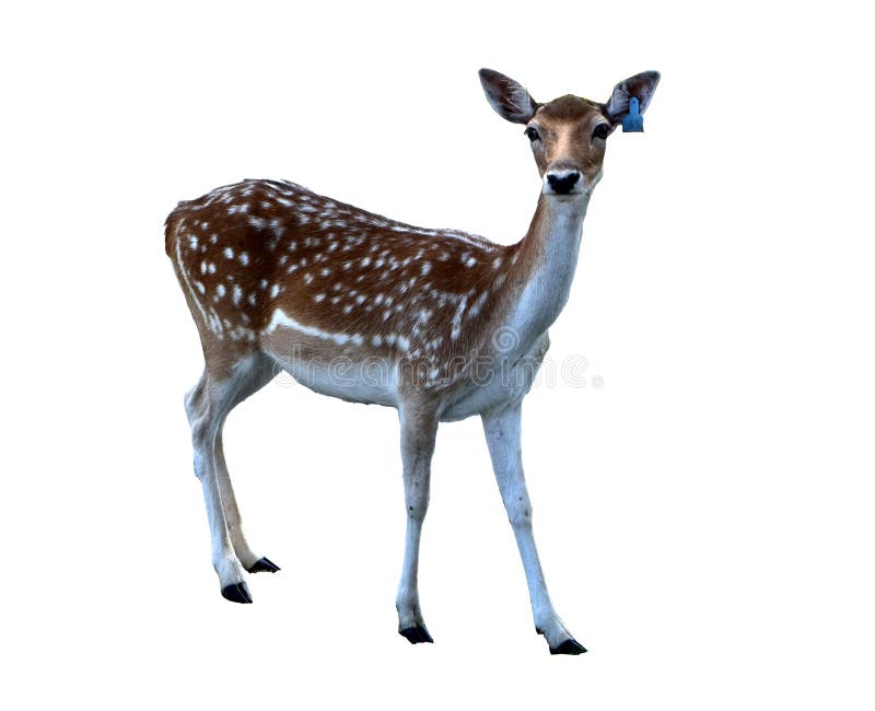 Tagged Fallow Deer Isolated Stock Image - Image of deer, curious: 104568493