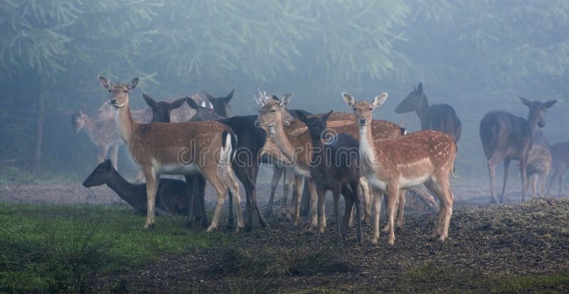 Fallow Deer in Early Morning Light Stock Image - Image of fallow, early ...