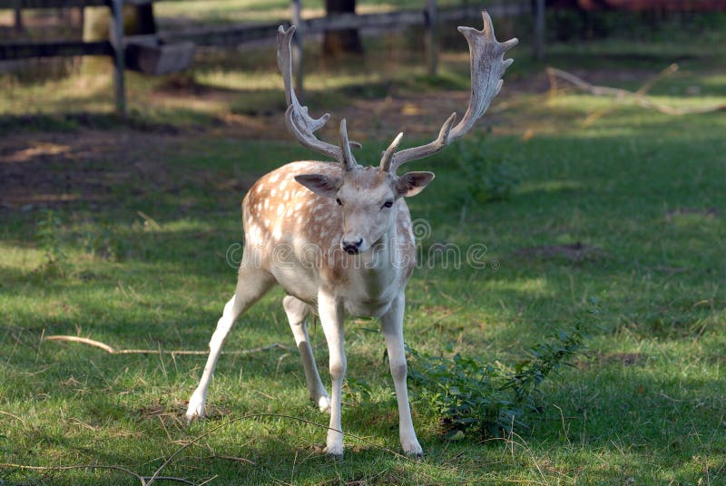 Fallow deer stock image. Image of countryside, wildlife - 35349773