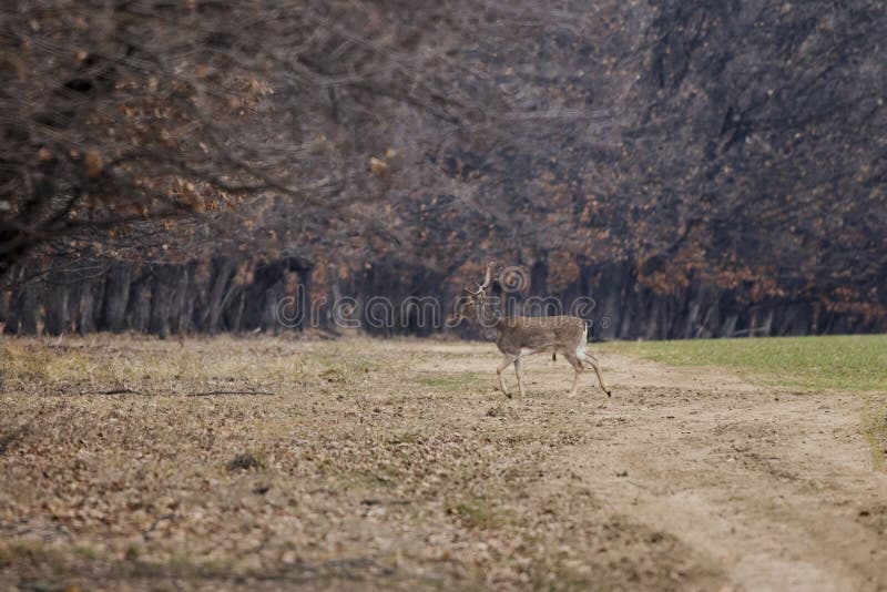 Fallow Deer at the Edge of a Forest Stock Photo - Image of woodland ...