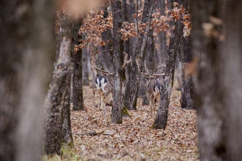 Fallow Deer at the Edge of a Forest Stock Photo - Image of fallow ...